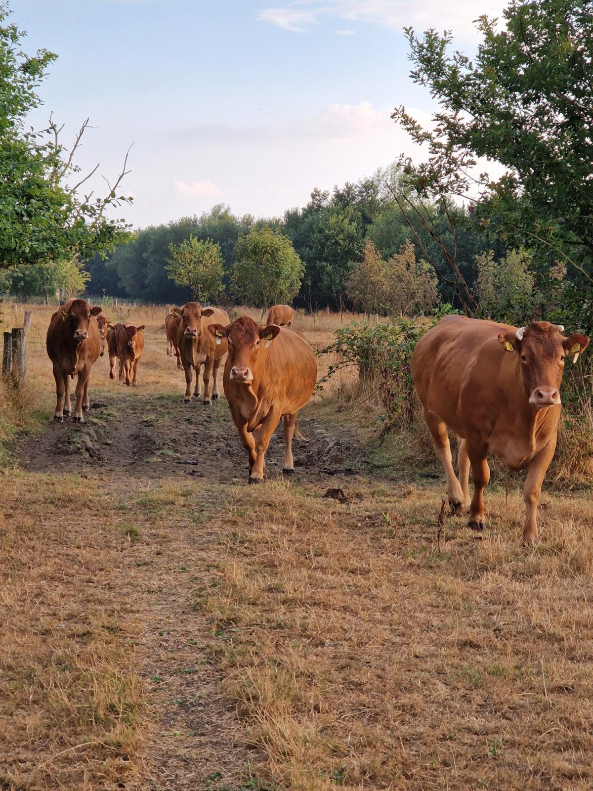 IKB Nederland Runderen - IKB Nederland