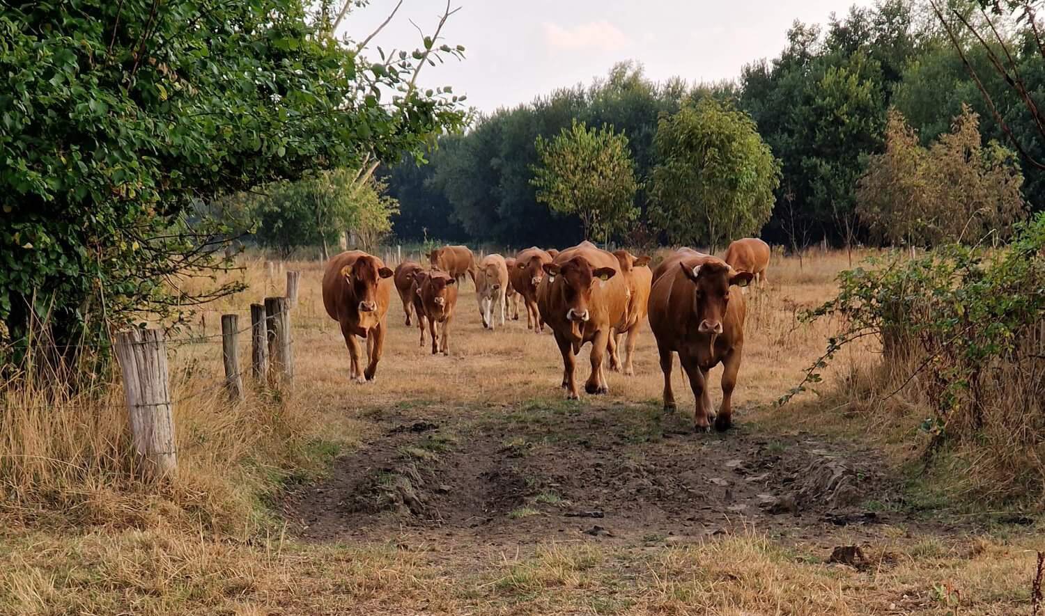 IKB Nederland Runderen - IKB Nederland
